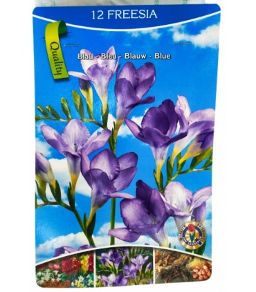 Freesia Sinine, 12tk